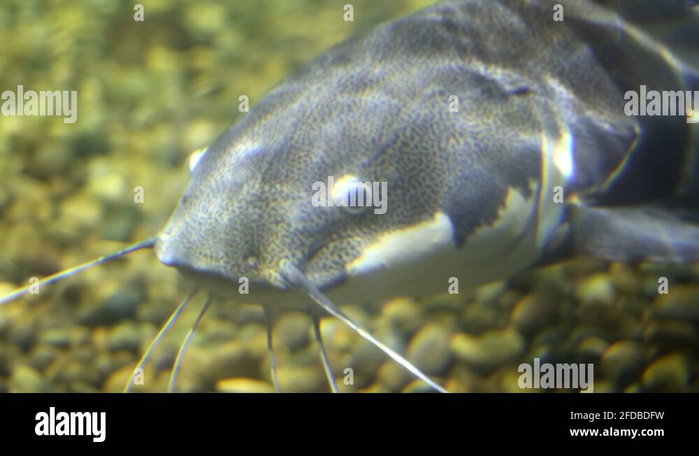 Redtail catfish Stock Videos & Footage - HD and 4K Video Clips - Alamy