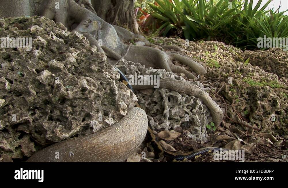 The end of a snake tail slithers behind a rock at the base of a tree in ...