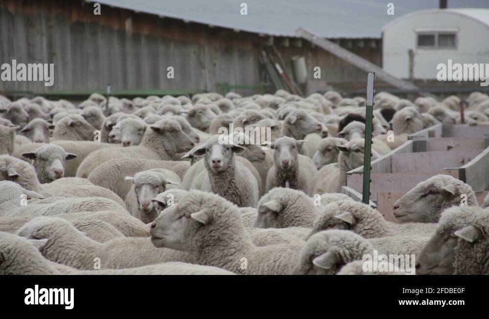 Bond sheep Stock Videos & Footage - HD and 4K Video Clips - Alamy