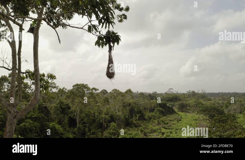 Bird defending nest Stock Videos & Footage - HD and 4K Video Clips - Alamy