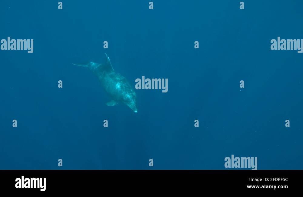 Underwater canary island marine life Stock Videos & Footage - HD and 4K ...