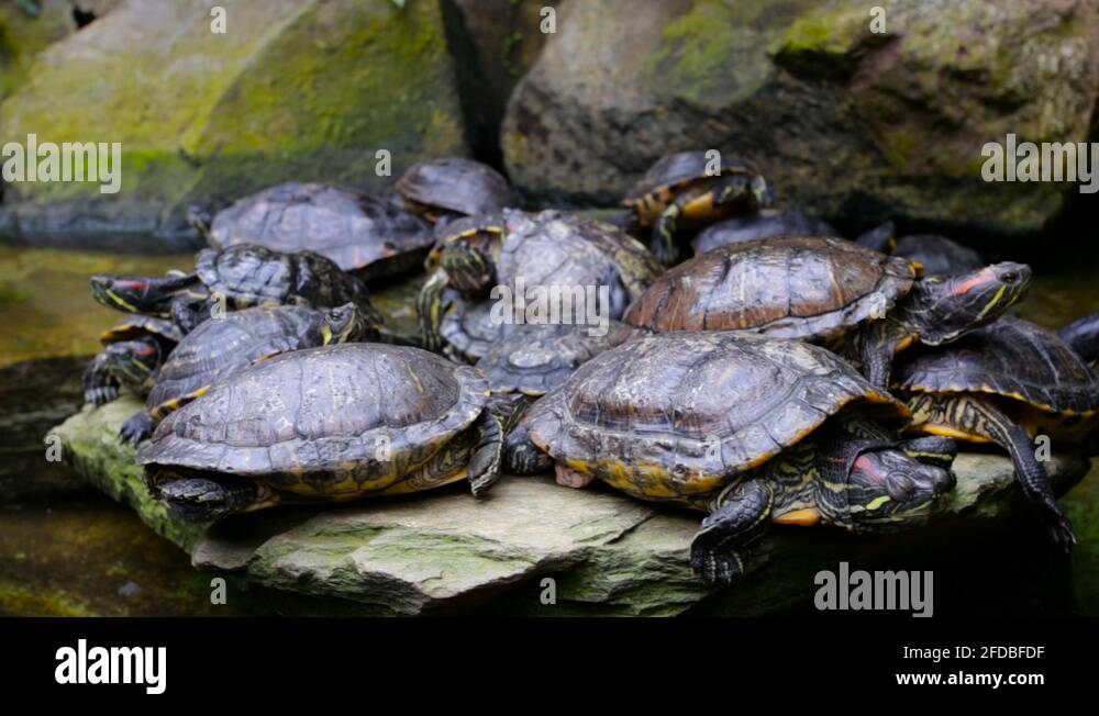 Trachemys a Stock Videos & Footage - HD and 4K Video Clips - Alamy