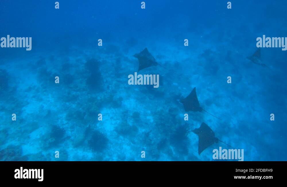 Ray school Stock Videos & Footage - HD and 4K Video Clips - Alamy