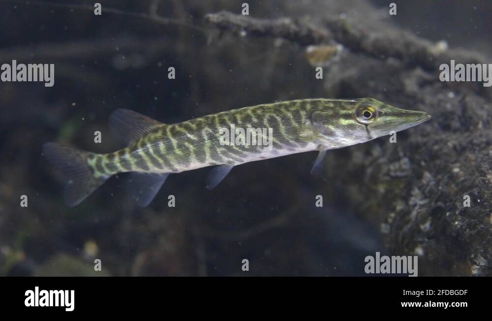 Argulus fish parasite Stock Videos & Footage - HD and 4K Video Clips ...