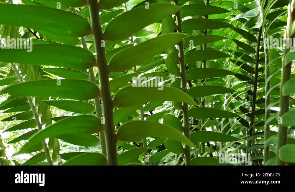 Encephalartos senticosus, Jozini cycad plant and it's prehistoric ...