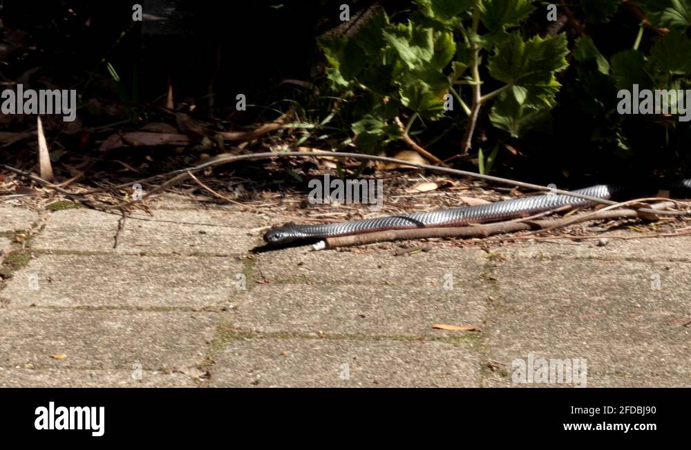 Red bellied black snake Stock Videos & Footage - HD and 4K Video Clips ...