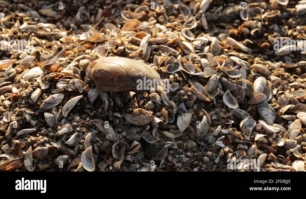 Mussel symbol Stock Videos & Footage - HD and 4K Video Clips - Alamy