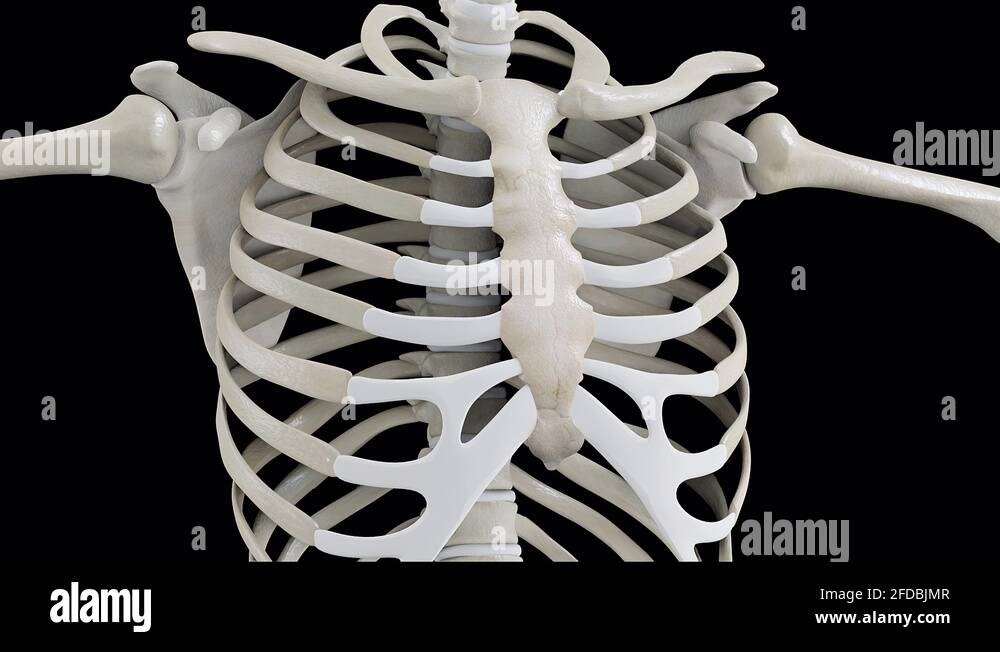 Human skeleton spine skeletal ribs Stock Videos & Footage - HD and 4K ...