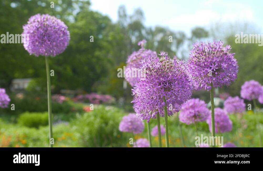 Ball flowers Stock Videos & Footage - HD and 4K Video Clips - Alamy