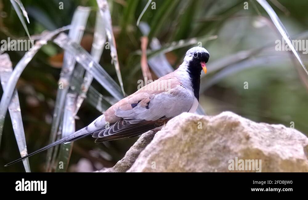 White rock dove Stock Videos & Footage - HD and 4K Video Clips - Alamy
