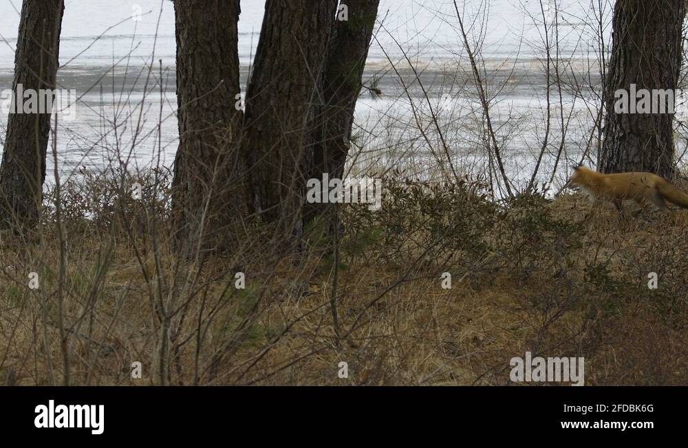 Fox side view animal Stock Videos & Footage - HD and 4K Video Clips - Alamy