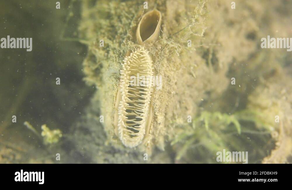 Freshwater mussel Stock Videos & Footage - HD and 4K Video Clips - Alamy