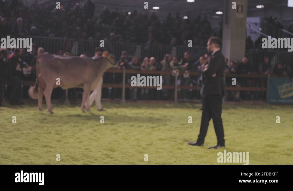 cow exhibition, cow parade Stock Video Footage - Alamy