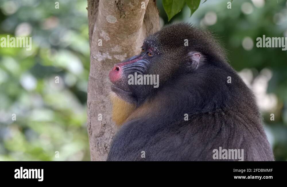 Mandrill monkey primate Stock Videos & Footage - HD and 4K Video Clips ...
