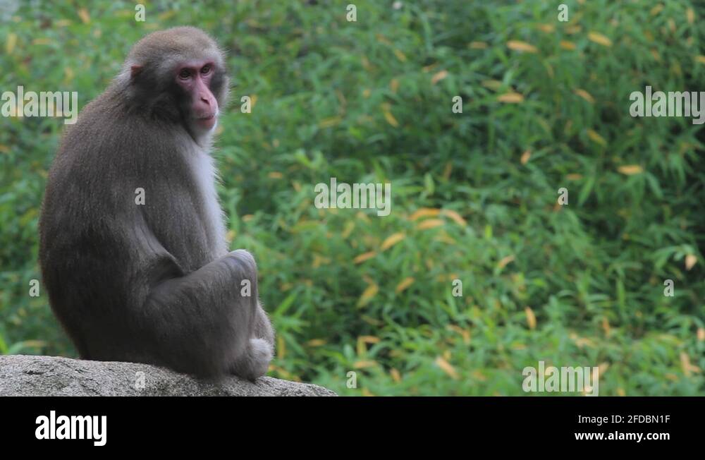 Monkey photography Stock Videos & Footage - HD and 4K Video Clips - Alamy