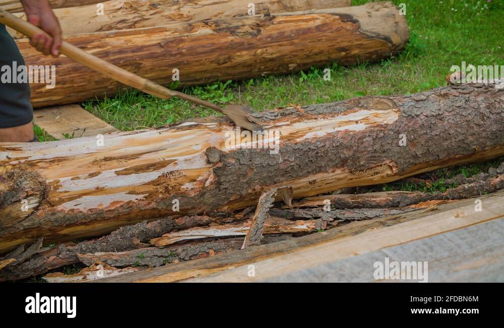 White skin tree Stock Videos & Footage - HD and 4K Video Clips - Alamy
