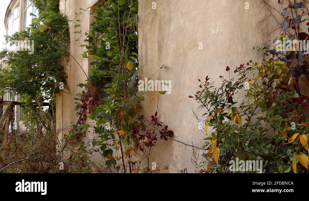 Plants growing on window Stock Videos & Footage - HD and 4K Video Clips ...