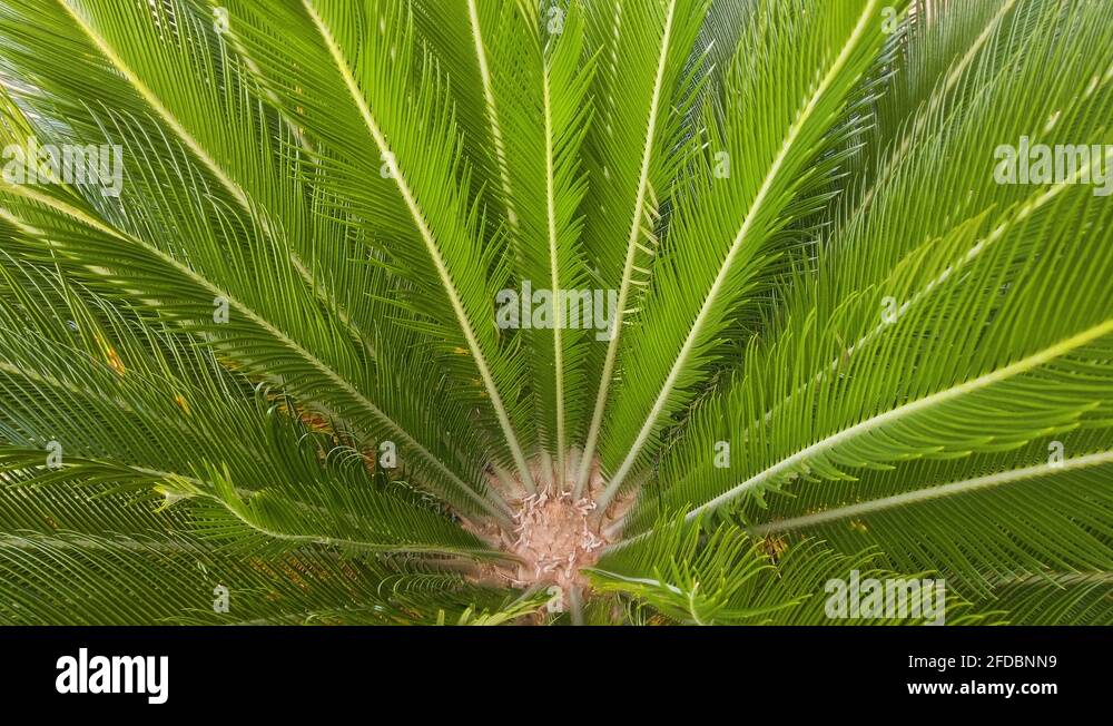 Cycad palm Stock Videos & Footage - HD and 4K Video Clips - Alamy