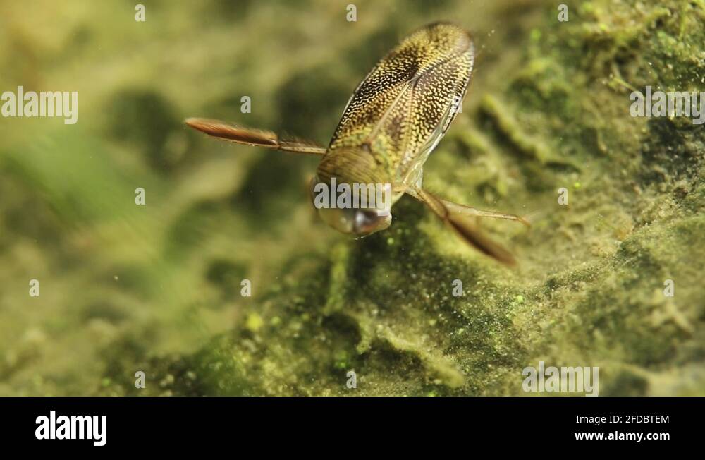 Water bug Stock Videos & Footage - HD and 4K Video Clips - Alamy