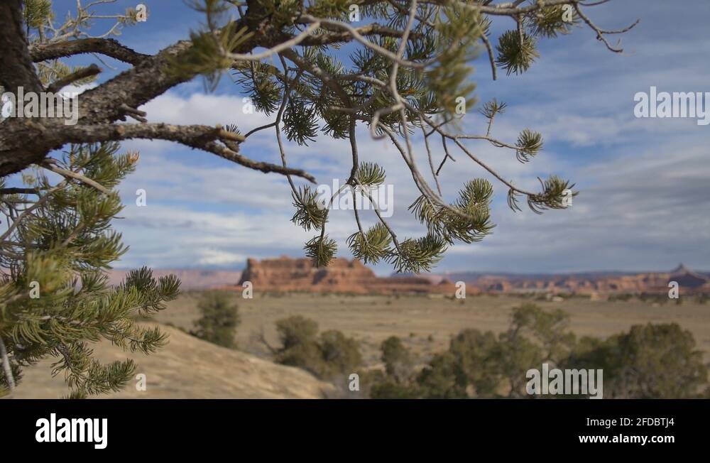 Juniper branches plants in Stock Videos & Footage - HD and 4K Video ...