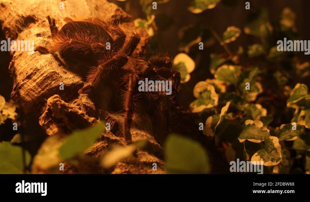 Curlyhair Tarantula, Tliltocatl albopilosum. Terrestrial and Stock ...