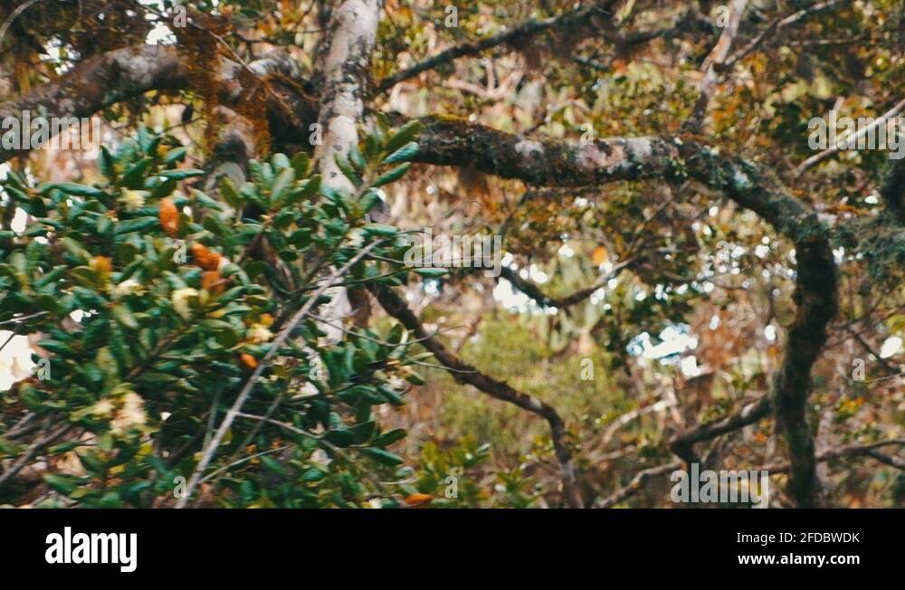 Monkey plain Stock Videos & Footage - HD and 4K Video Clips - Alamy