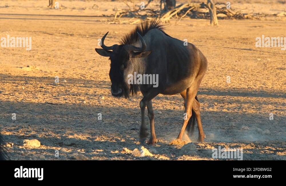 Wildebeest joins others at a man made watering hole in the Kalahari ...