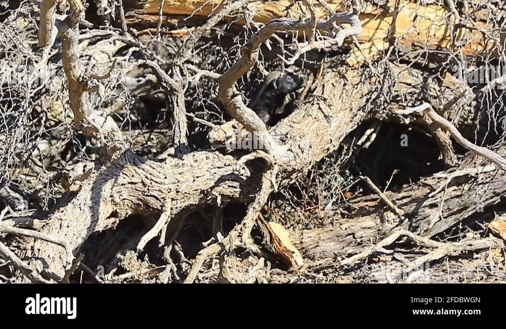 Kalahari tree Stock Videos & Footage - HD and 4K Video Clips - Alamy