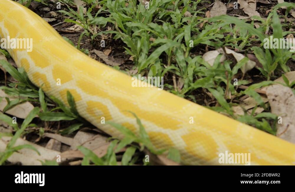 Burmese pythons Stock Videos & Footage - HD and 4K Video Clips - Alamy