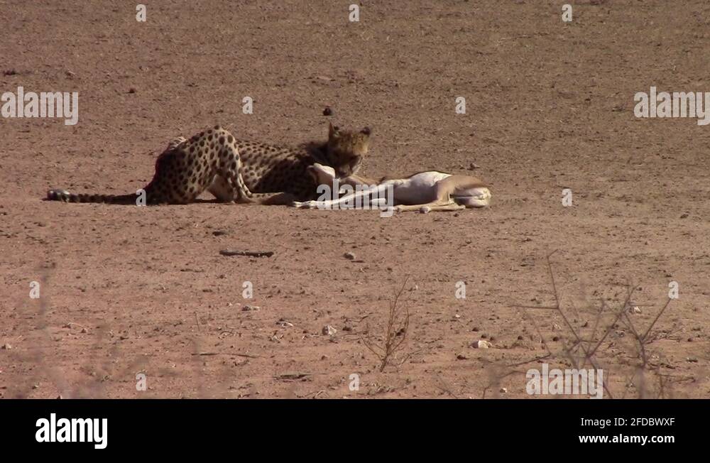 Springbok and cheetah Stock Videos & Footage - HD and 4K Video Clips ...