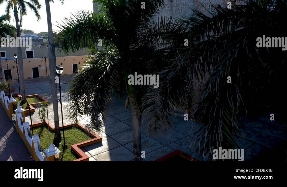 Palm tree ascent Stock Videos & Footage - HD and 4K Video Clips - Alamy