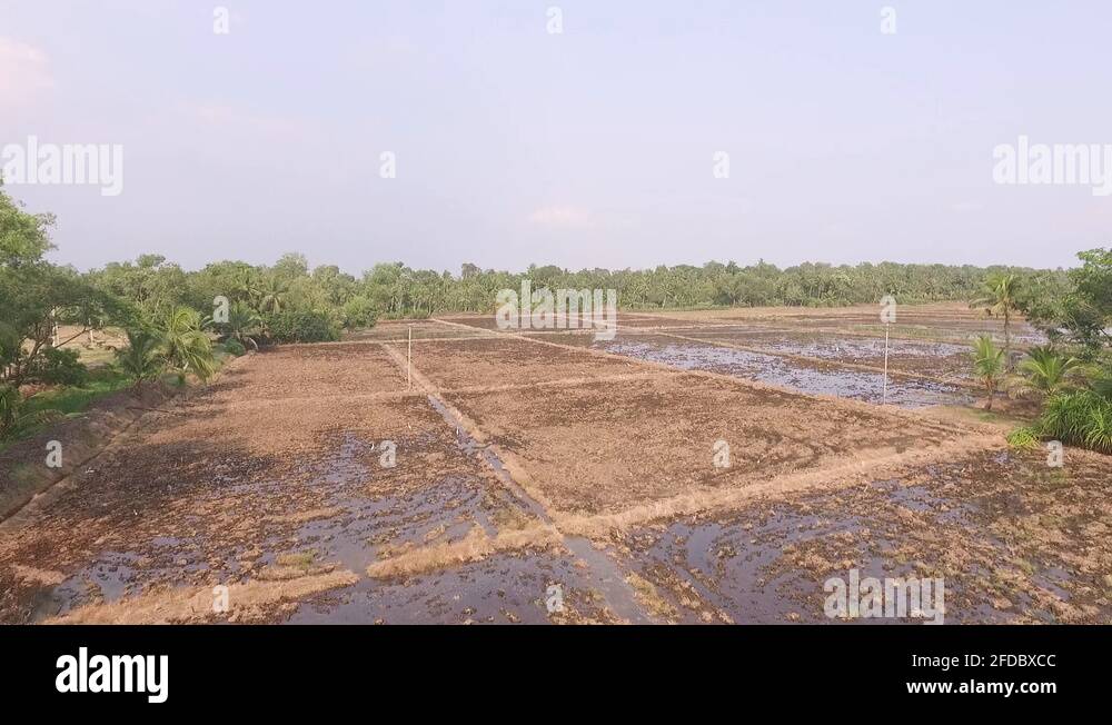 Paddy rice cultivation Stock Videos & Footage - HD and 4K Video Clips ...