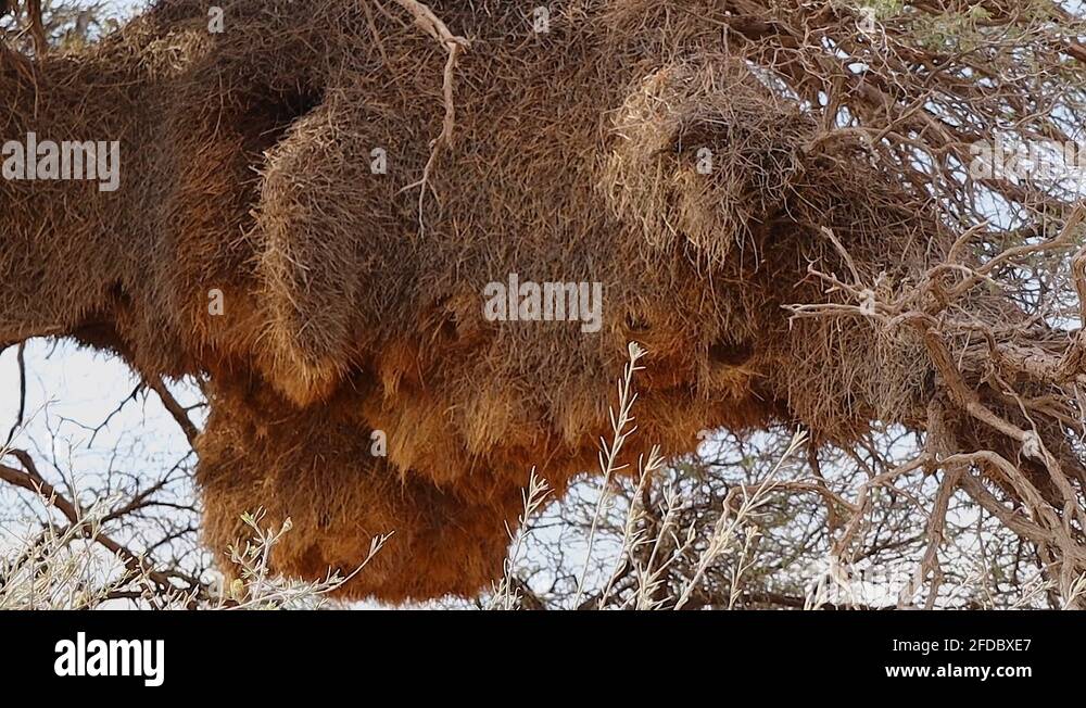 Nests of sticks Stock Videos & Footage - HD and 4K Video Clips - Alamy