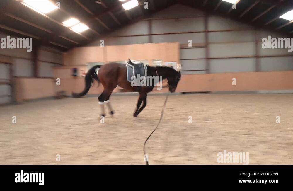 Hunt horse arena Stock Videos & Footage - HD and 4K Video Clips - Alamy
