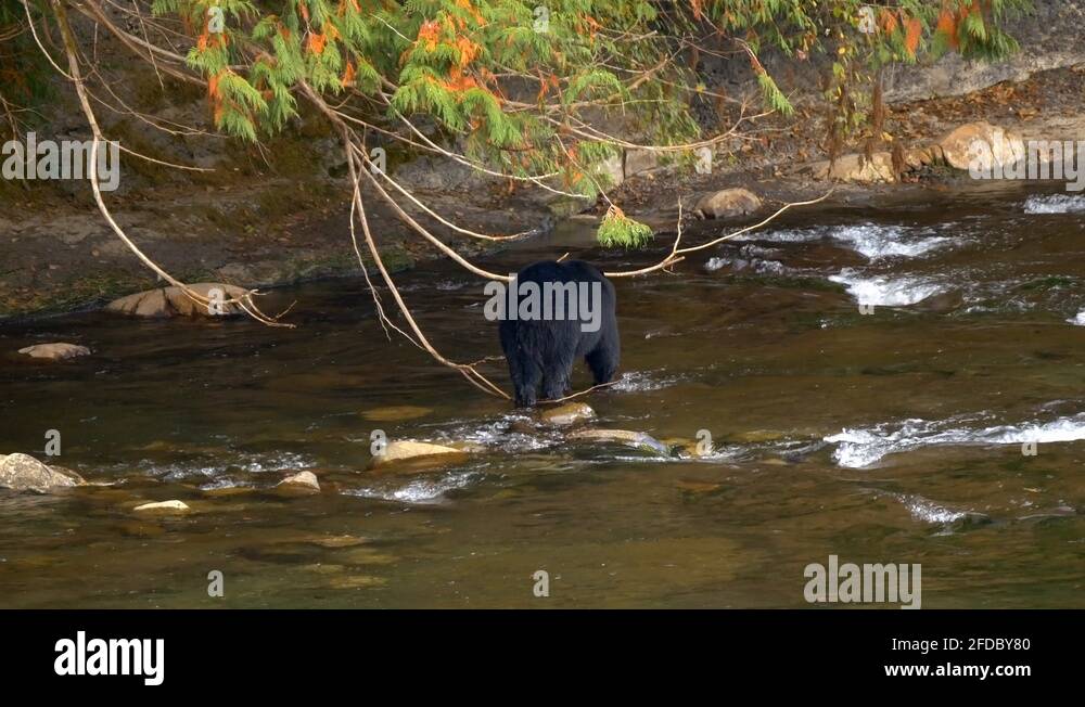 Black bear walking along stream in Canada, looking out for other bears ...