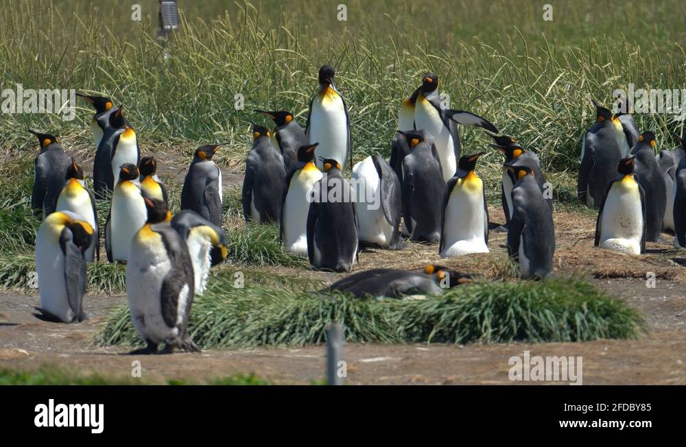 Loud display Stock Videos & Footage - HD and 4K Video Clips - Alamy