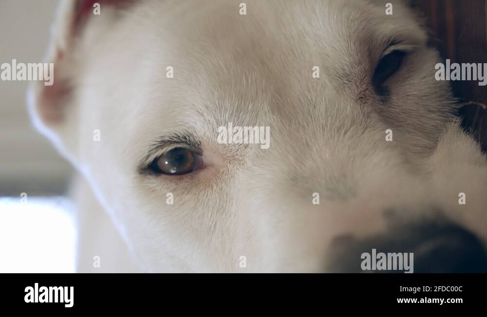 Close up bulldog eye Stock Videos & Footage - HD and 4K Video Clips - Alamy