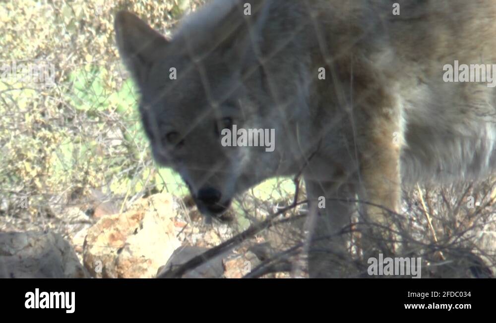 Sharp nose bird Stock Videos & Footage - HD and 4K Video Clips - Alamy