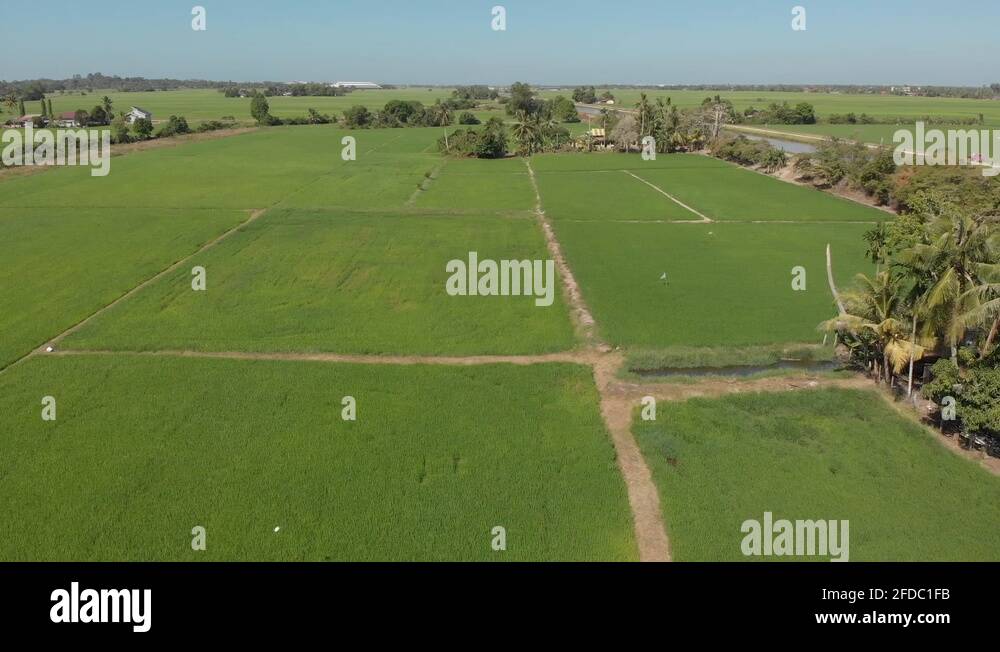 Family rice field Stock Videos & Footage - HD and 4K Video Clips - Alamy