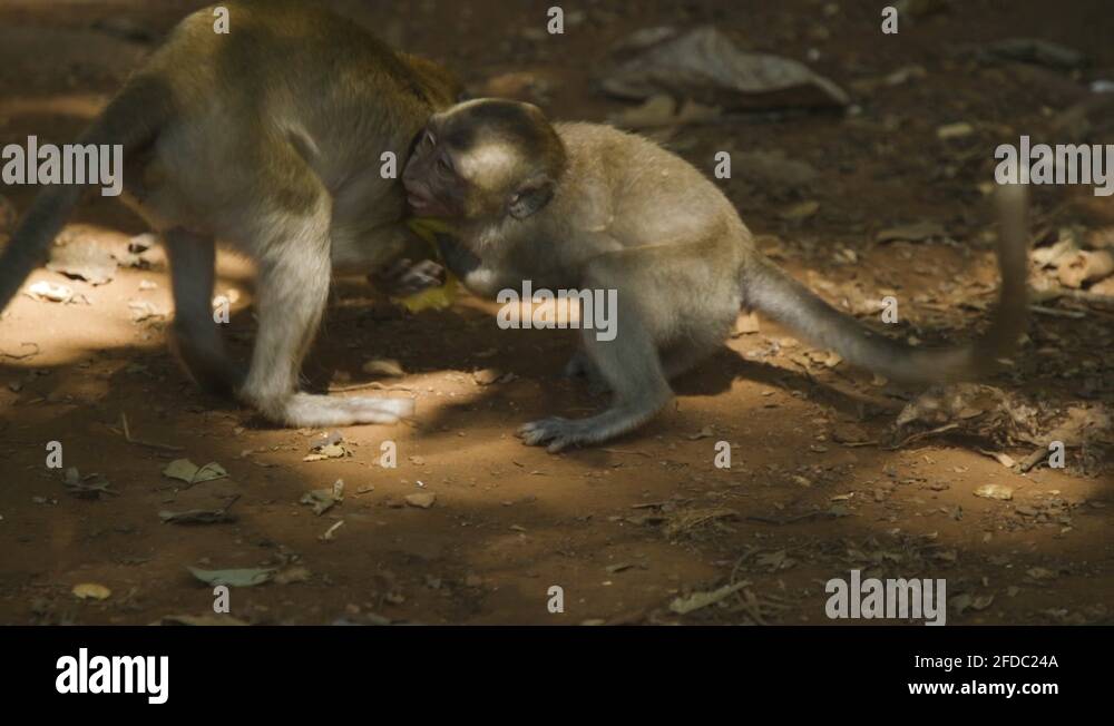 Jungle fight Stock Videos & Footage - HD and 4K Video Clips - Alamy