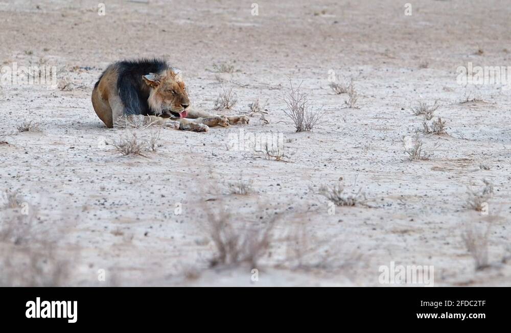 Desert lion male Stock Videos & Footage - HD and 4K Video Clips - Alamy