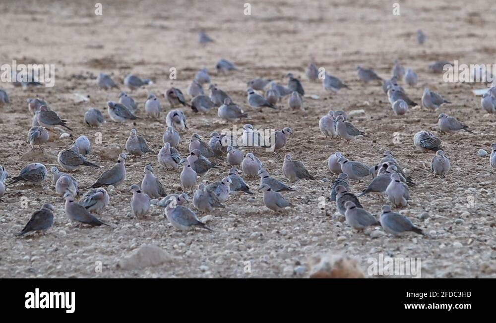 Doves in the desert Stock Videos & Footage - HD and 4K Video Clips - Alamy