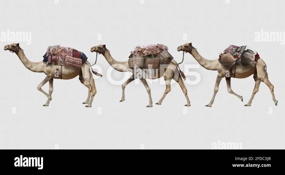 Running camels Stock Videos & Footage - HD and 4K Video Clips - Alamy