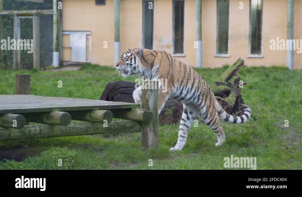 Crying tiger Stock Videos & Footage - HD and 4K Video Clips - Alamy