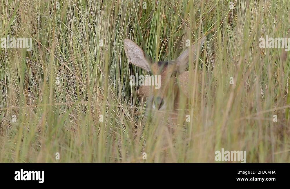 Tall grass savanna Stock Videos & Footage - HD and 4K Video Clips - Alamy