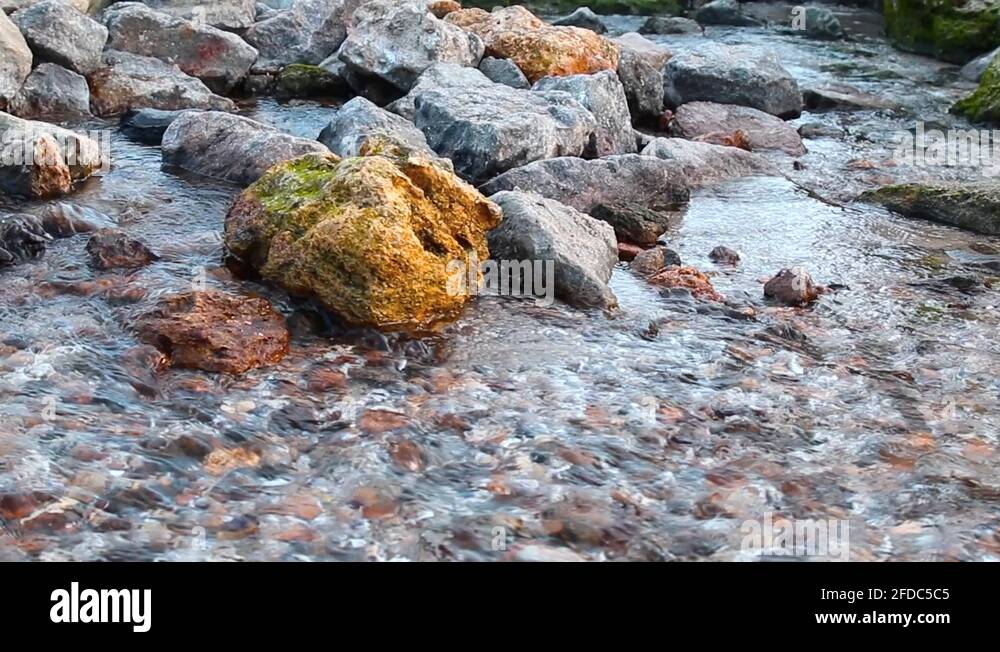State tree of sikkim Stock Videos & Footage - HD and 4K Video Clips - Alamy