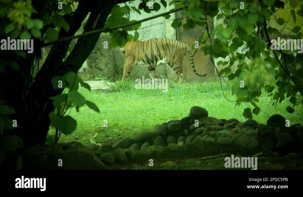 Sumatran tiger cage Stock Videos & Footage - HD and 4K Video Clips - Alamy