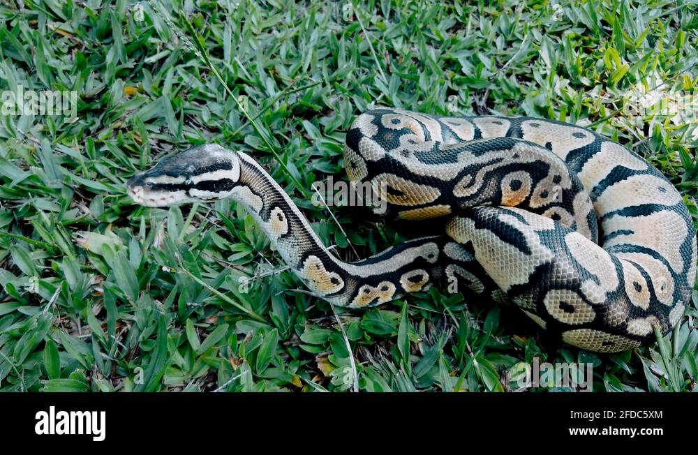 Ball python morph Stock Videos & Footage - HD and 4K Video Clips - Alamy
