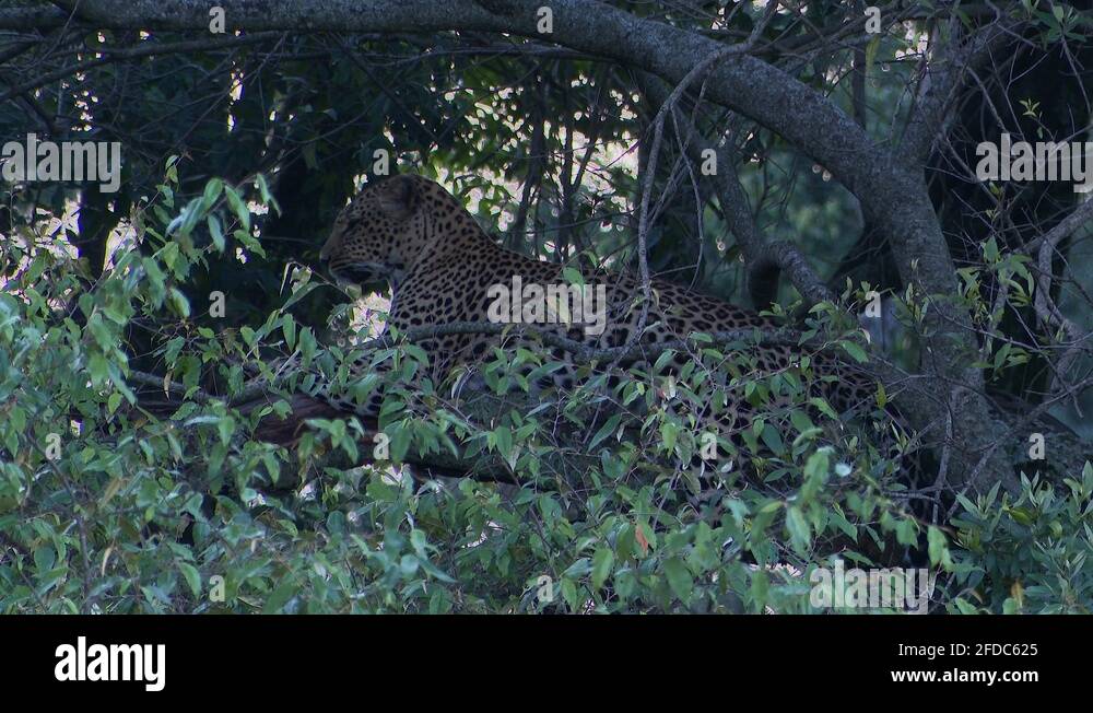 Leopard (Panthera pardus) relaxing and turning around on a branch in ...
