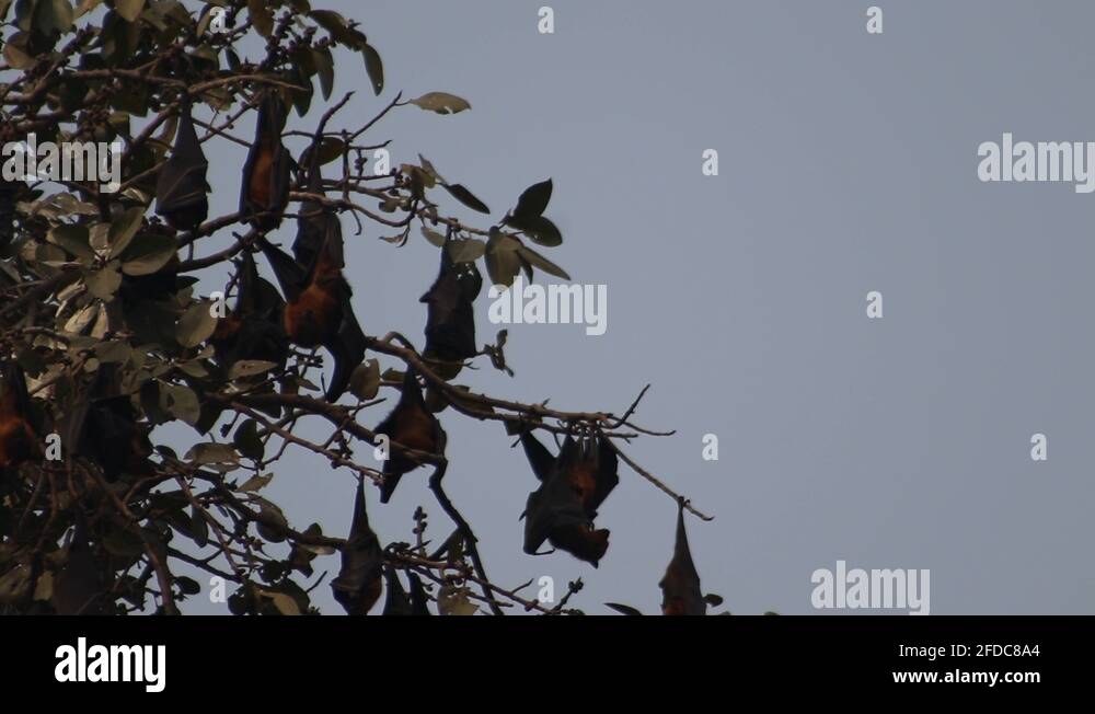 Hanging on the tree Stock Videos & Footage - HD and 4K Video Clips - Alamy